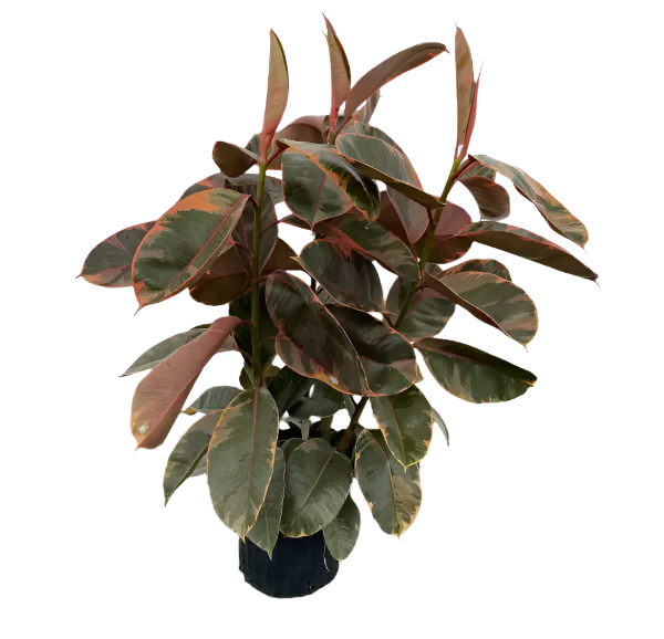 FICUS RUBY 12" POT – Spacecraft Vapor